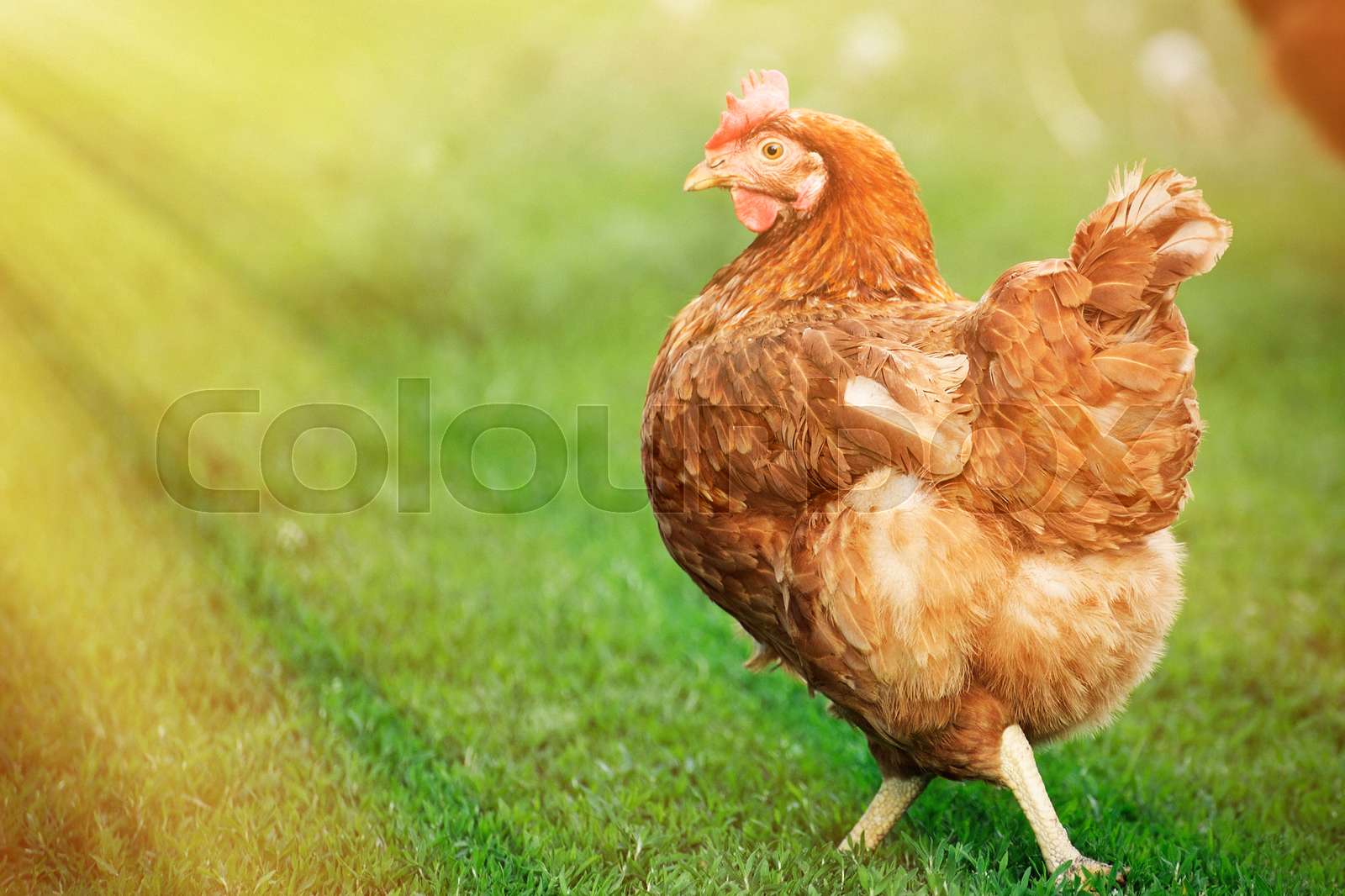 Cock Close Up On The Farm Stock Image Colourbox
