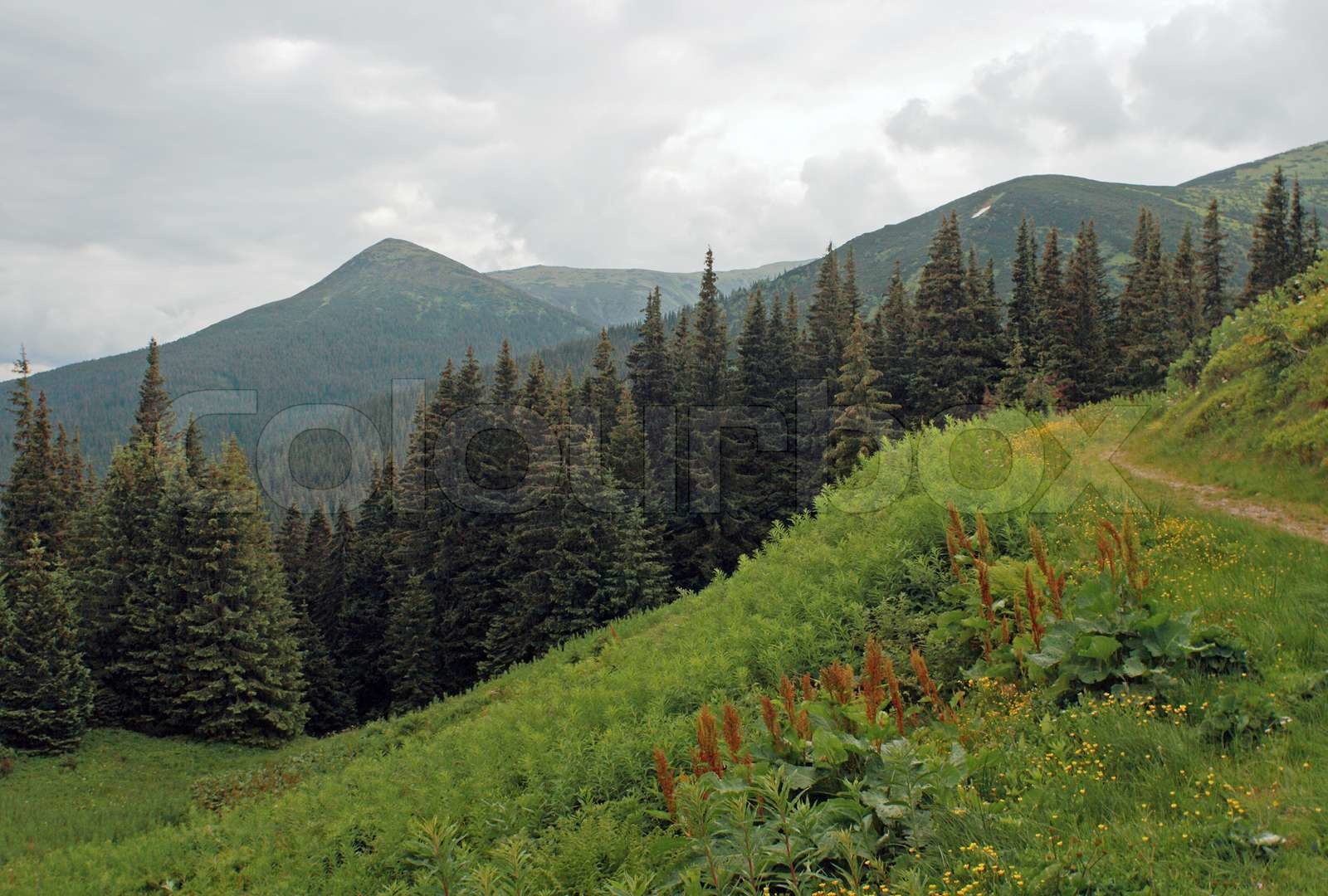 Summer mountain landscape with path on mountainside | Stock image ...