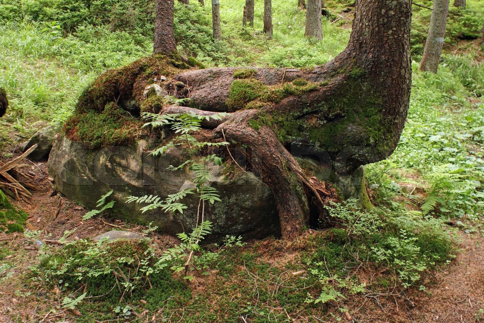 Old Fichte in seinen Wurzeln umschlingen einen großen Stein, auf dem ...