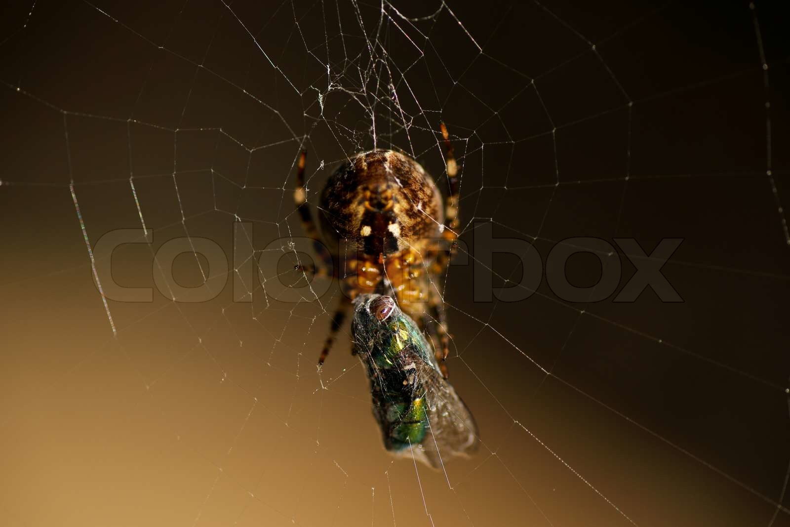 Spider and a fly in the web | Stock image | Colourbox