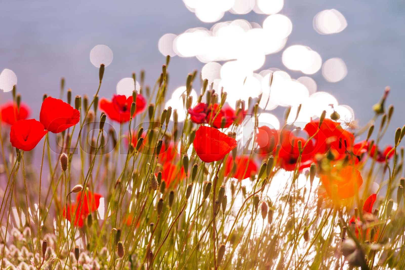 Poppy | Stock image | Colourbox