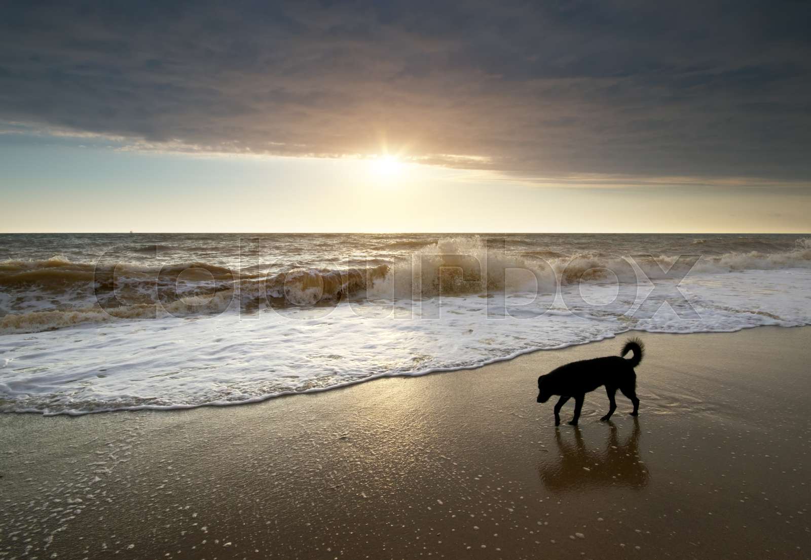 Dog walking on the beach. | Stock image | Colourbox