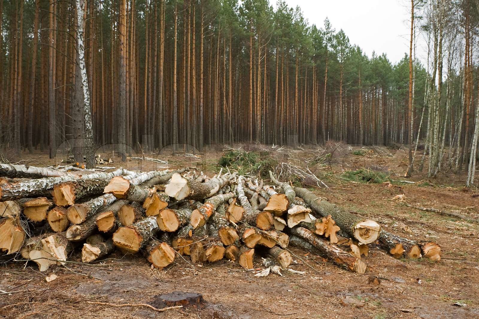 Logs are stacked up after being cut down | Stock image | Colourbox