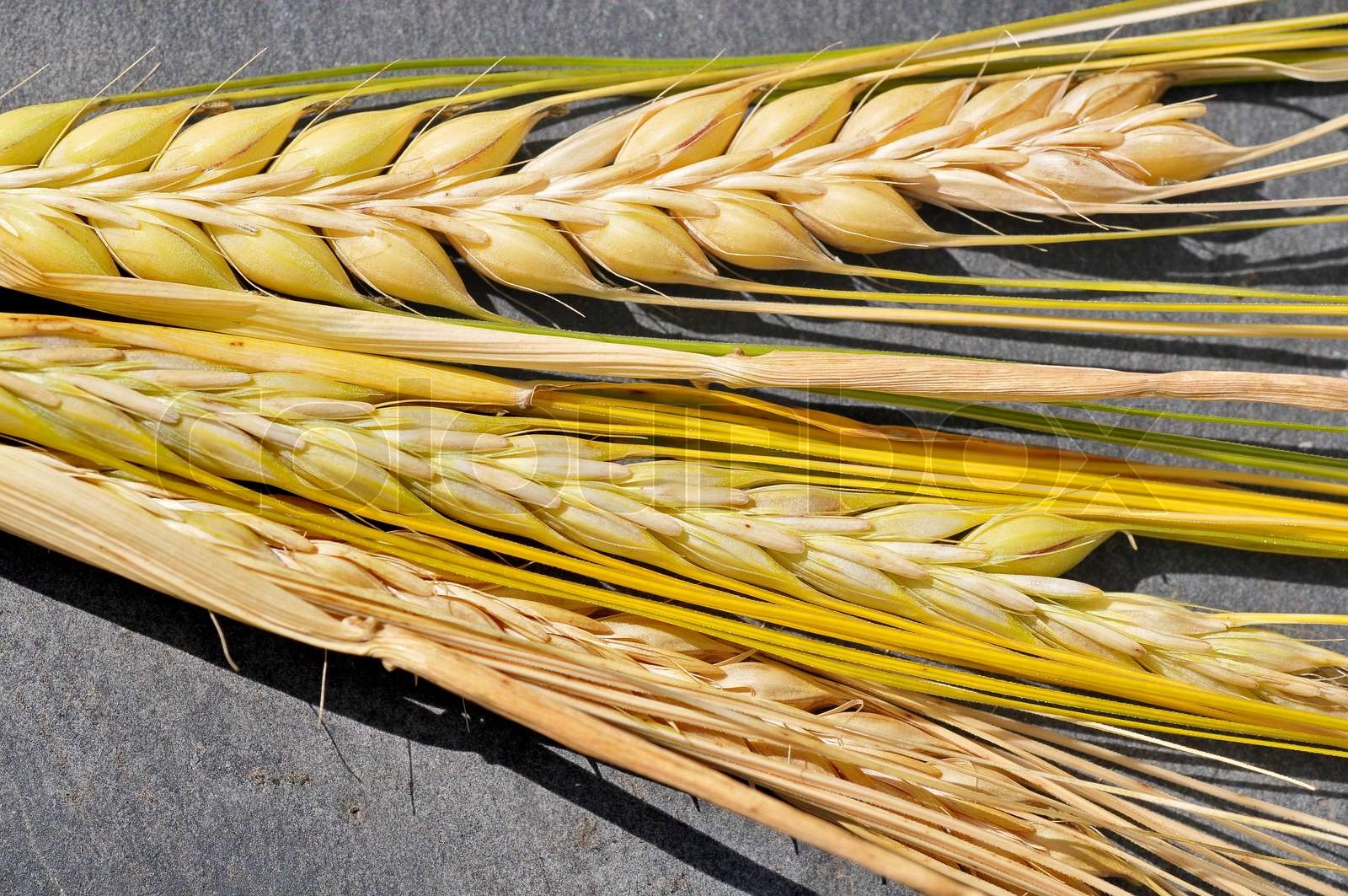 The detailed image of ripe barley | Stock image | Colourbox