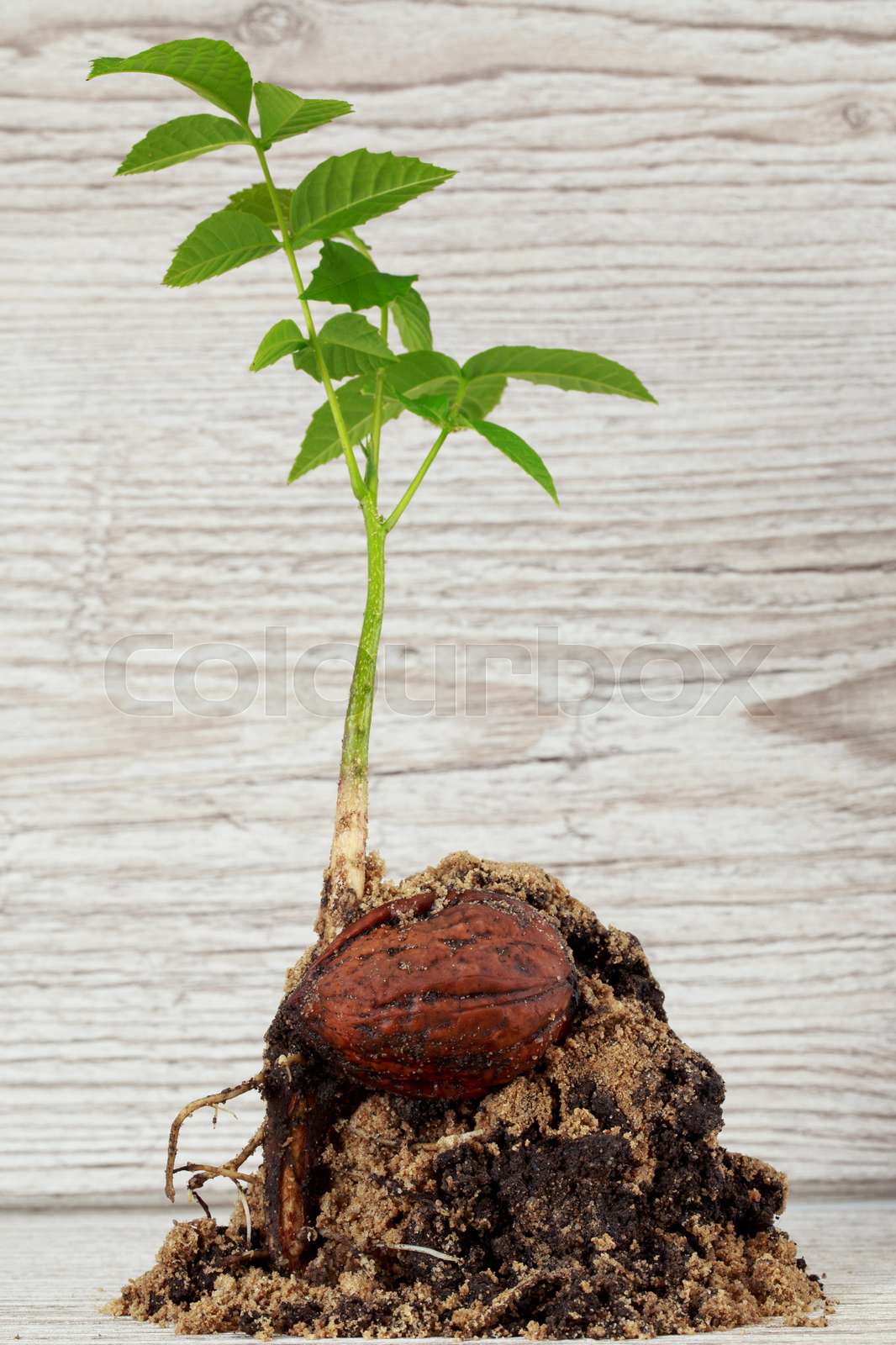 Young walnut sprout | Stock image | Colourbox