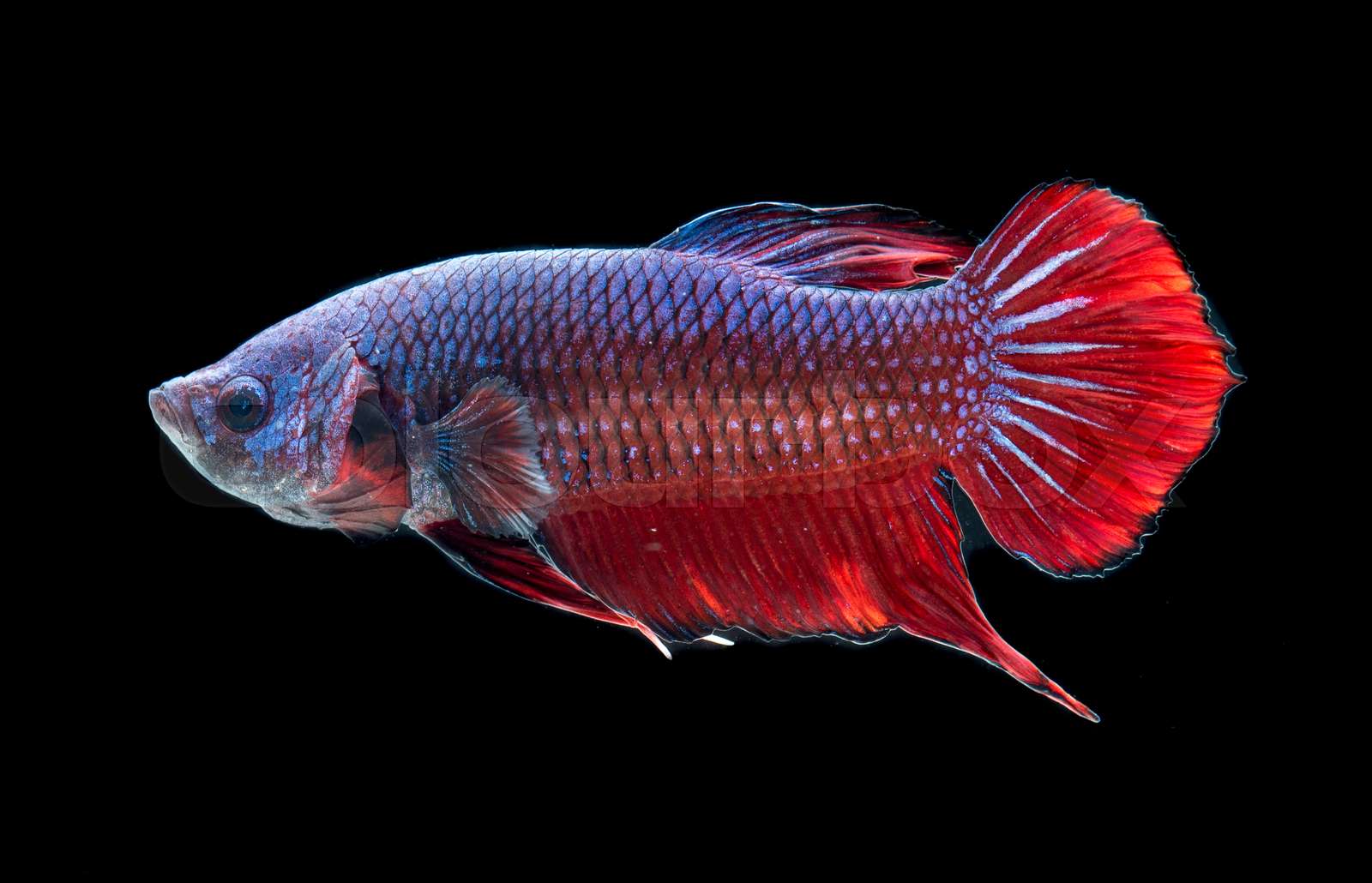Red Female Betta Fish