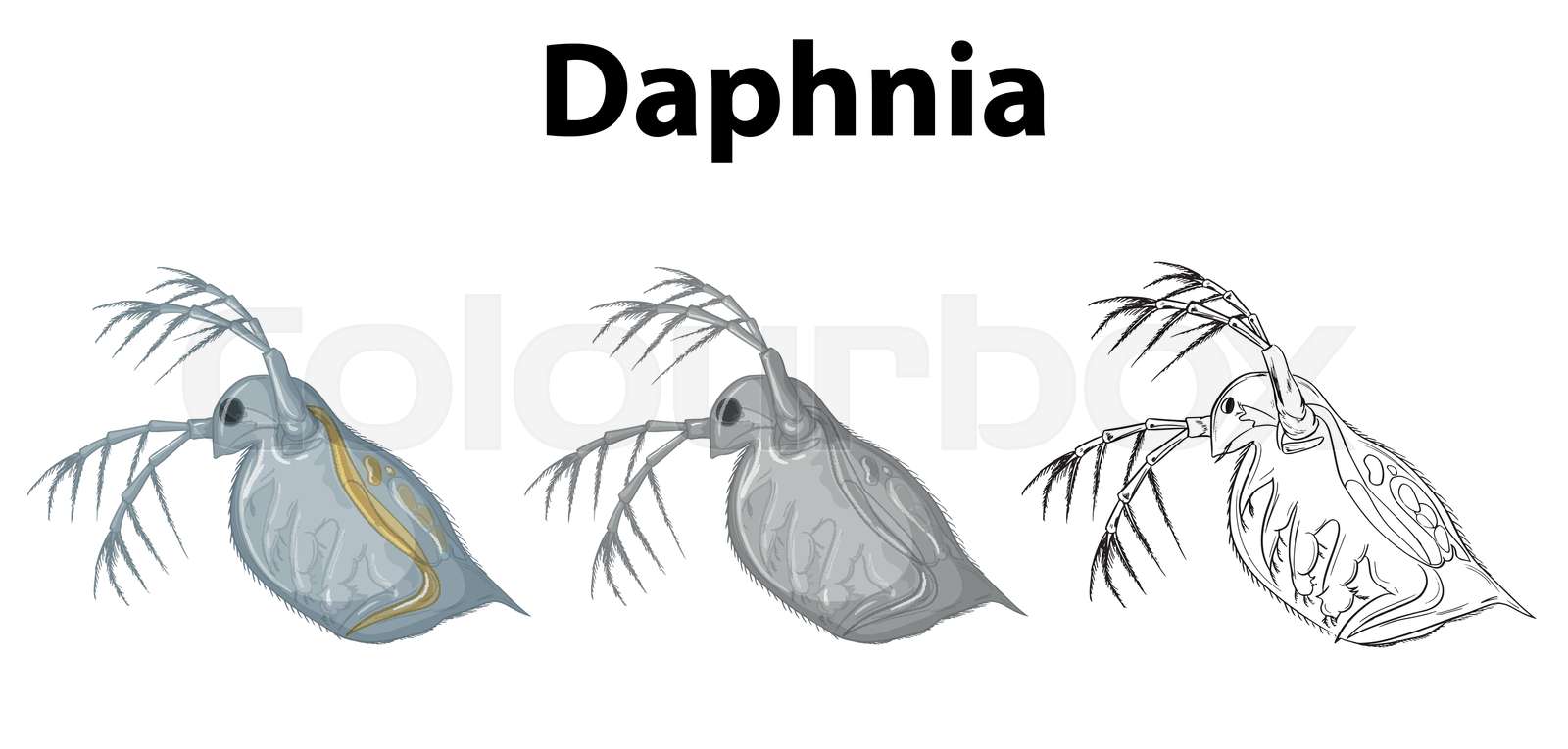 Doodle character for daphnia | Stock vector | Colourbox