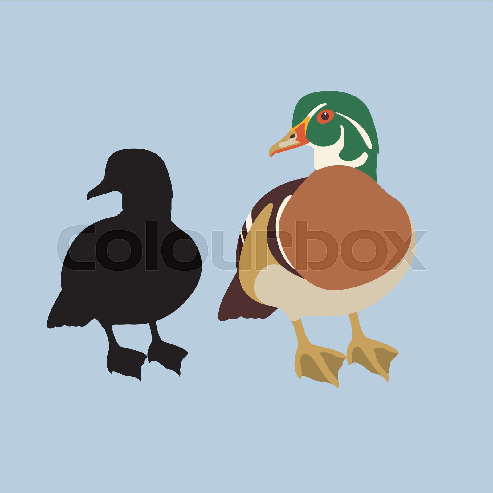 wood duck male vector illustration | Stock vector | Colourbox