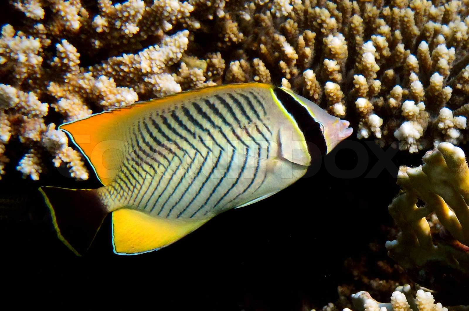 chevron butterflyfish | Stock image | Colourbox