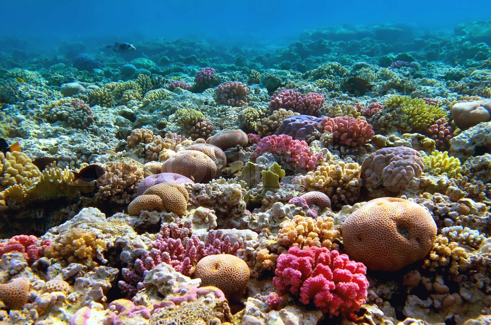 Coral reef, Red Sea, Egypt | Stock image | Colourbox