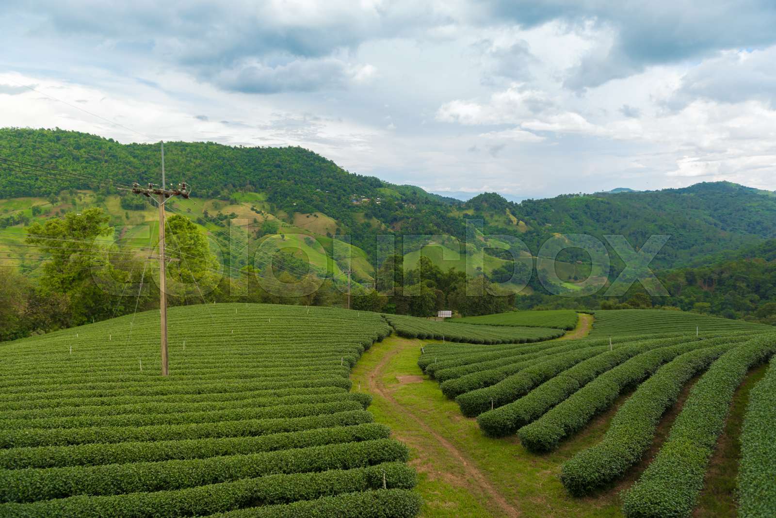 tea plantation in Thailand | Stock image | Colourbox
