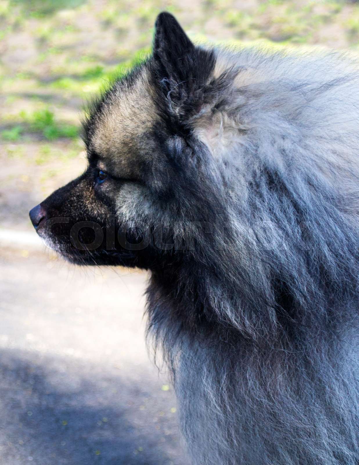 Wolf Spitz. A portrait of a purebred male Keeshond (German Wolfspitz ...