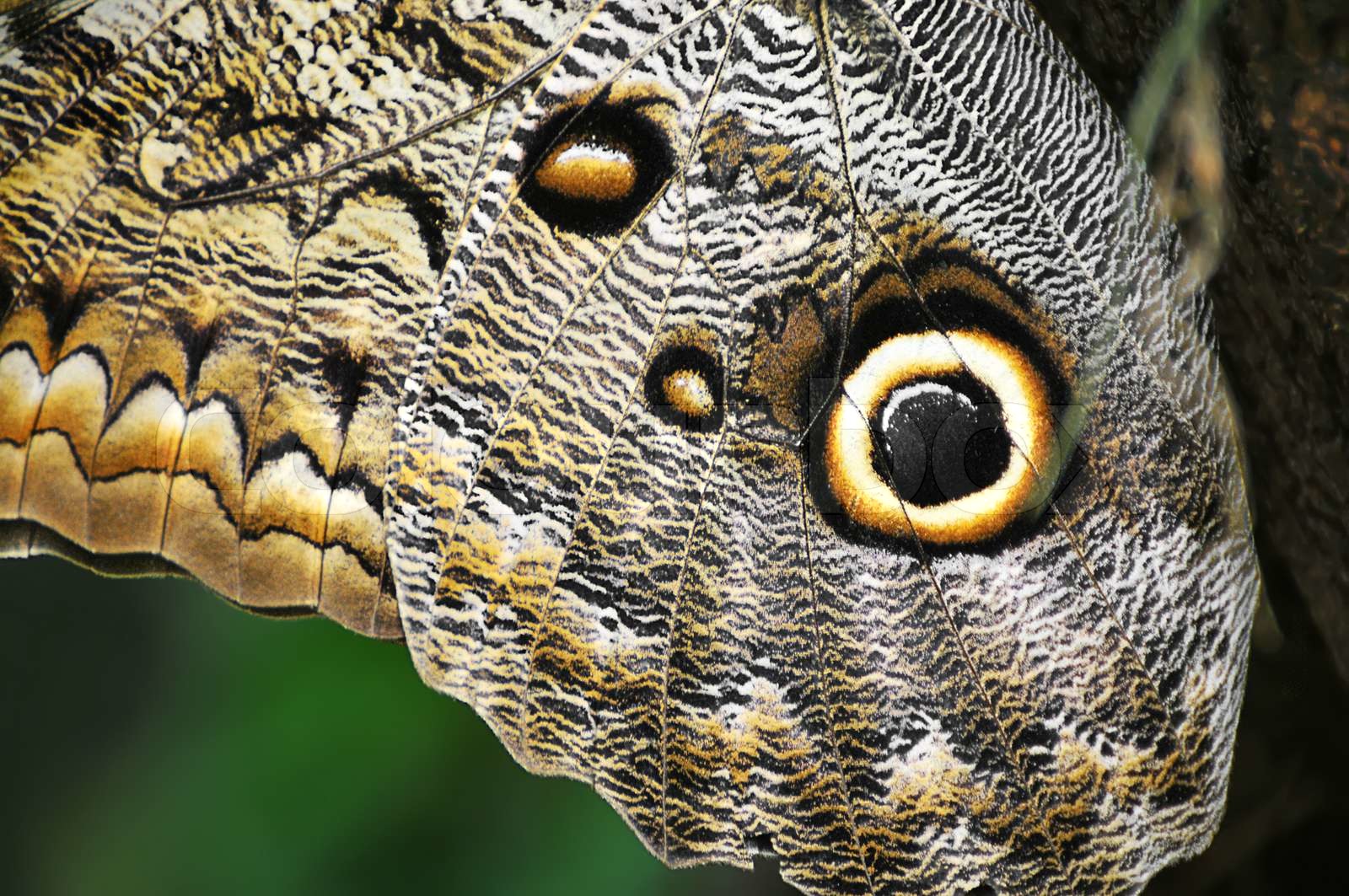 The butterfly wing - the eye | Stock image | Colourbox