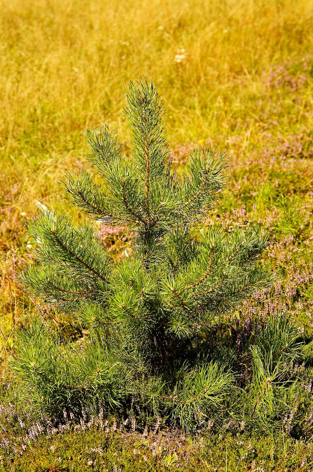 Little pine-tree growing on the meadow | Stock image | Colourbox
