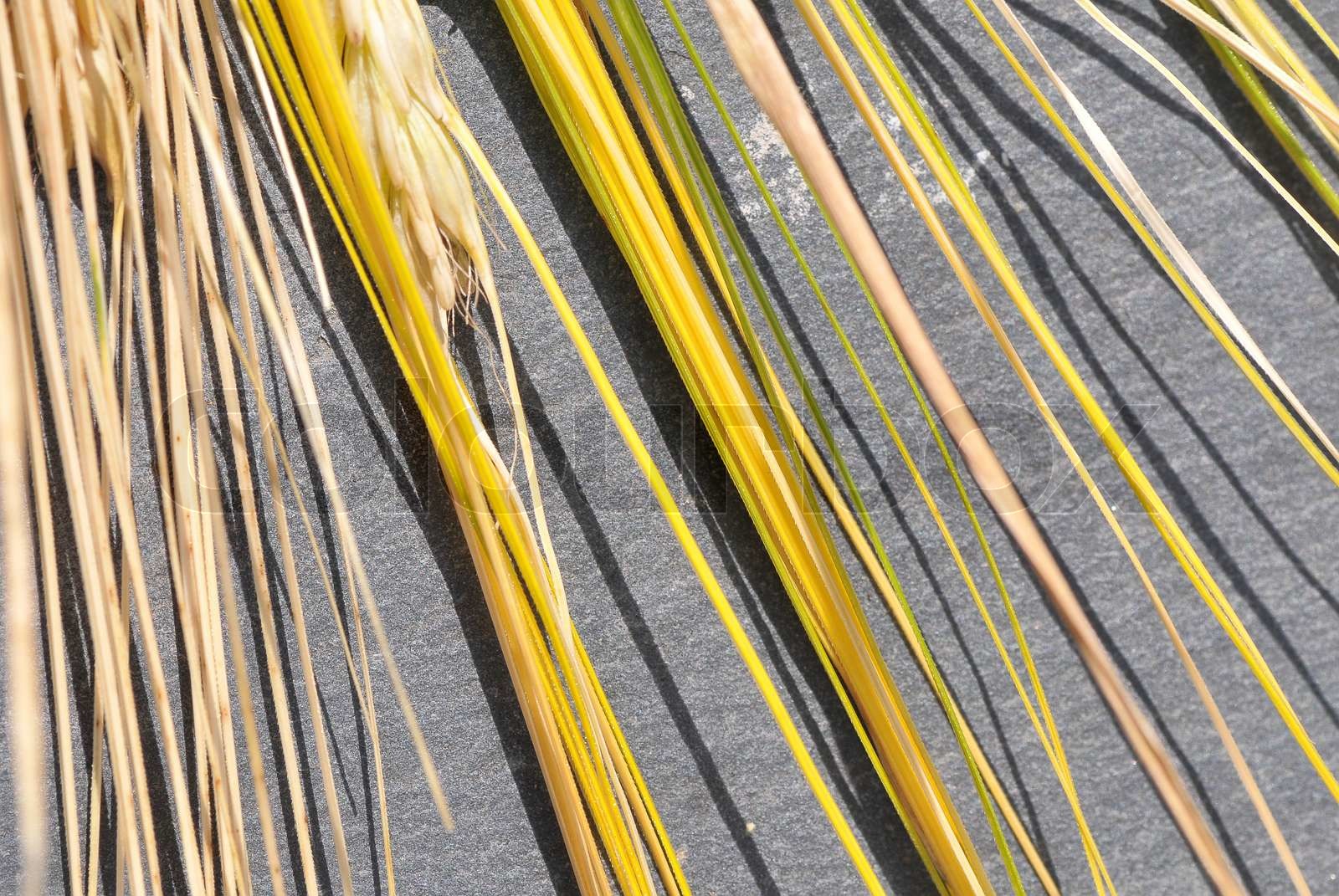 The detailed image of ripe barley | Stock image | Colourbox