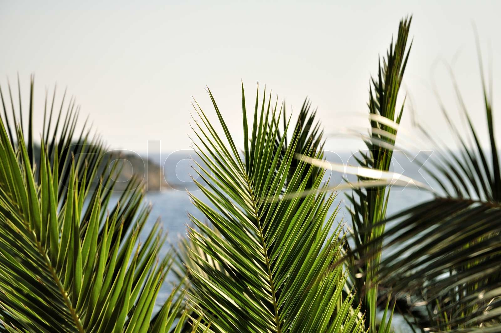 Dette fotografi er et nærbillede af en palme blade | Stock foto | Colourbox
