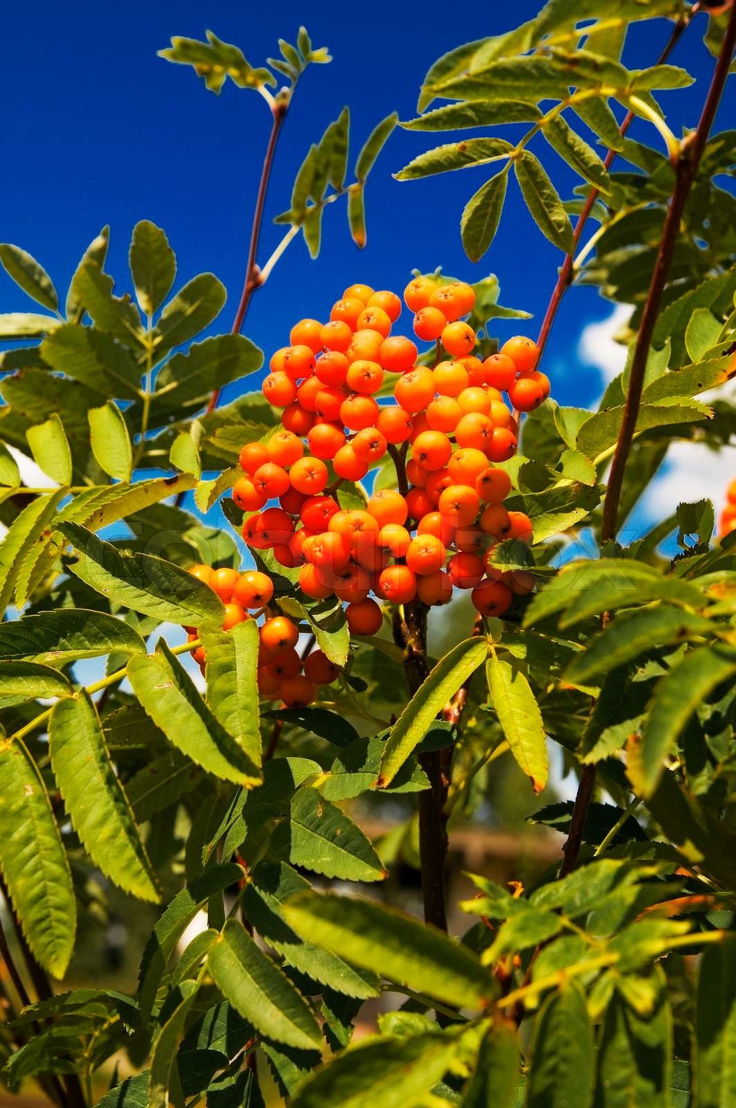 Beautiful rowan tree with red berry and blue sky | Stock image | Colourbox