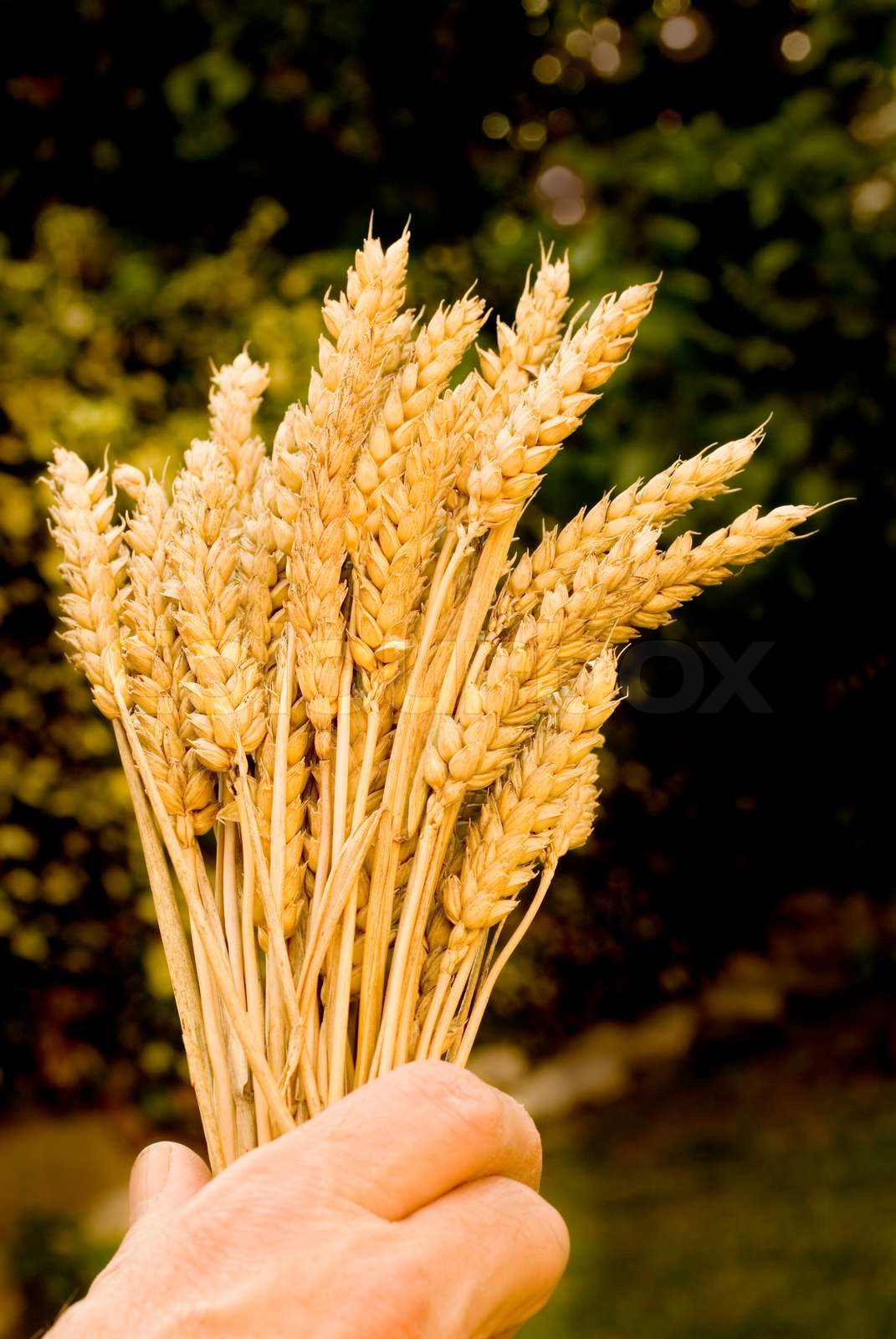 Wheat | Stock image | Colourbox