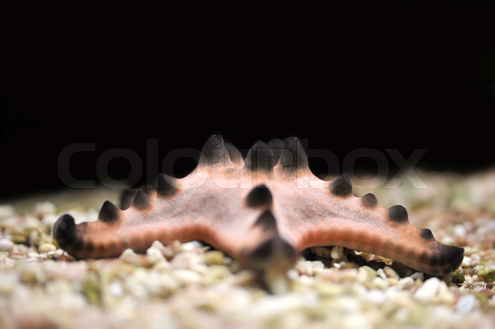 Der Seestern im Aquarium Shallow dof | Stock Bild | Colourbox