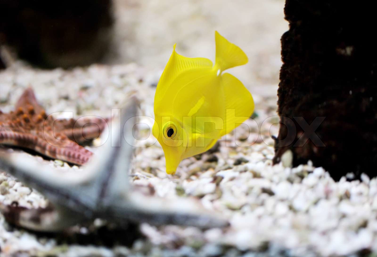 Tropiske fisk ( Zebrasoma flavescens ) svæver i akvariet | Stock foto ...