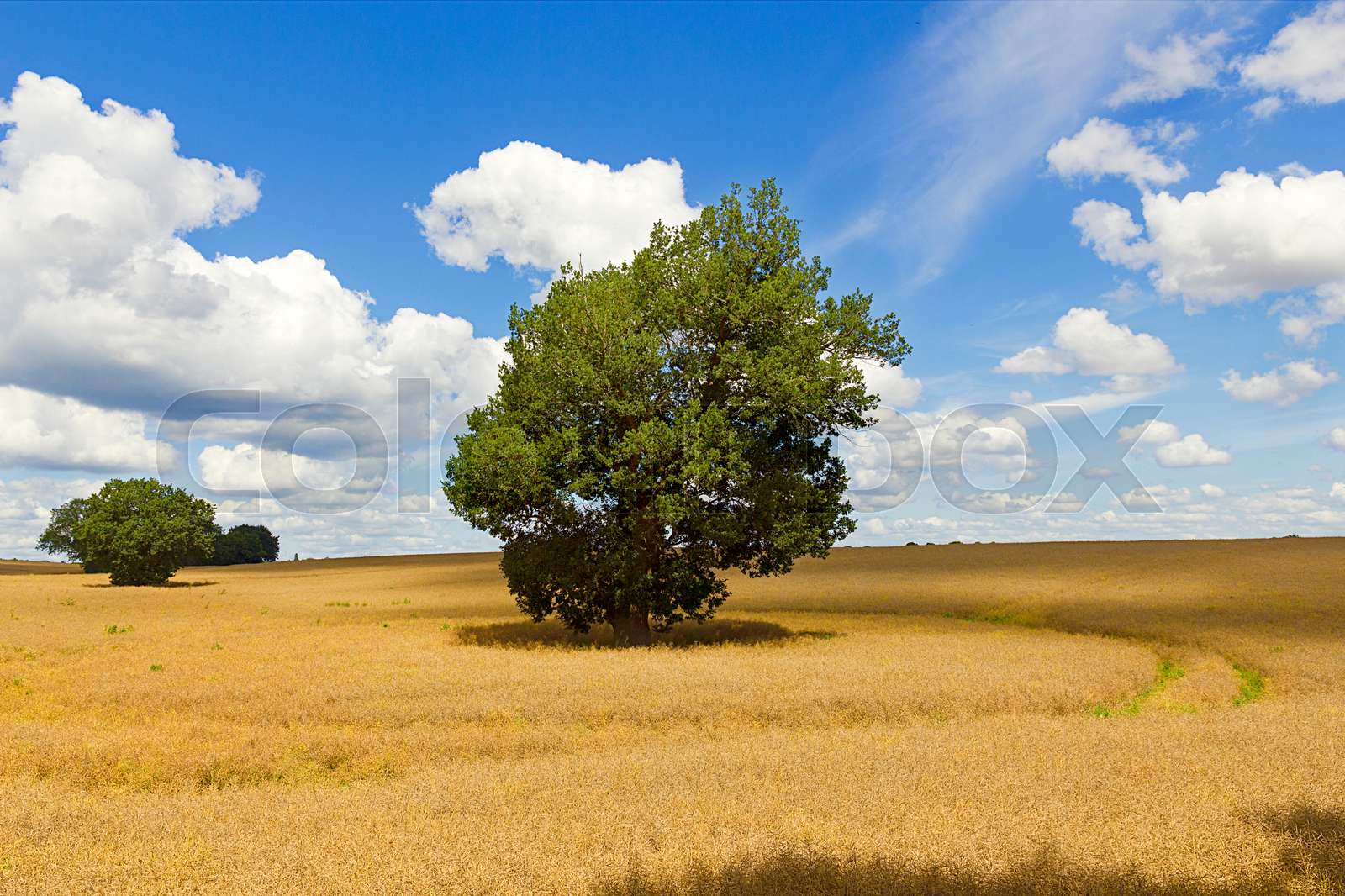 tree, big, field | Stock image | Colourbox