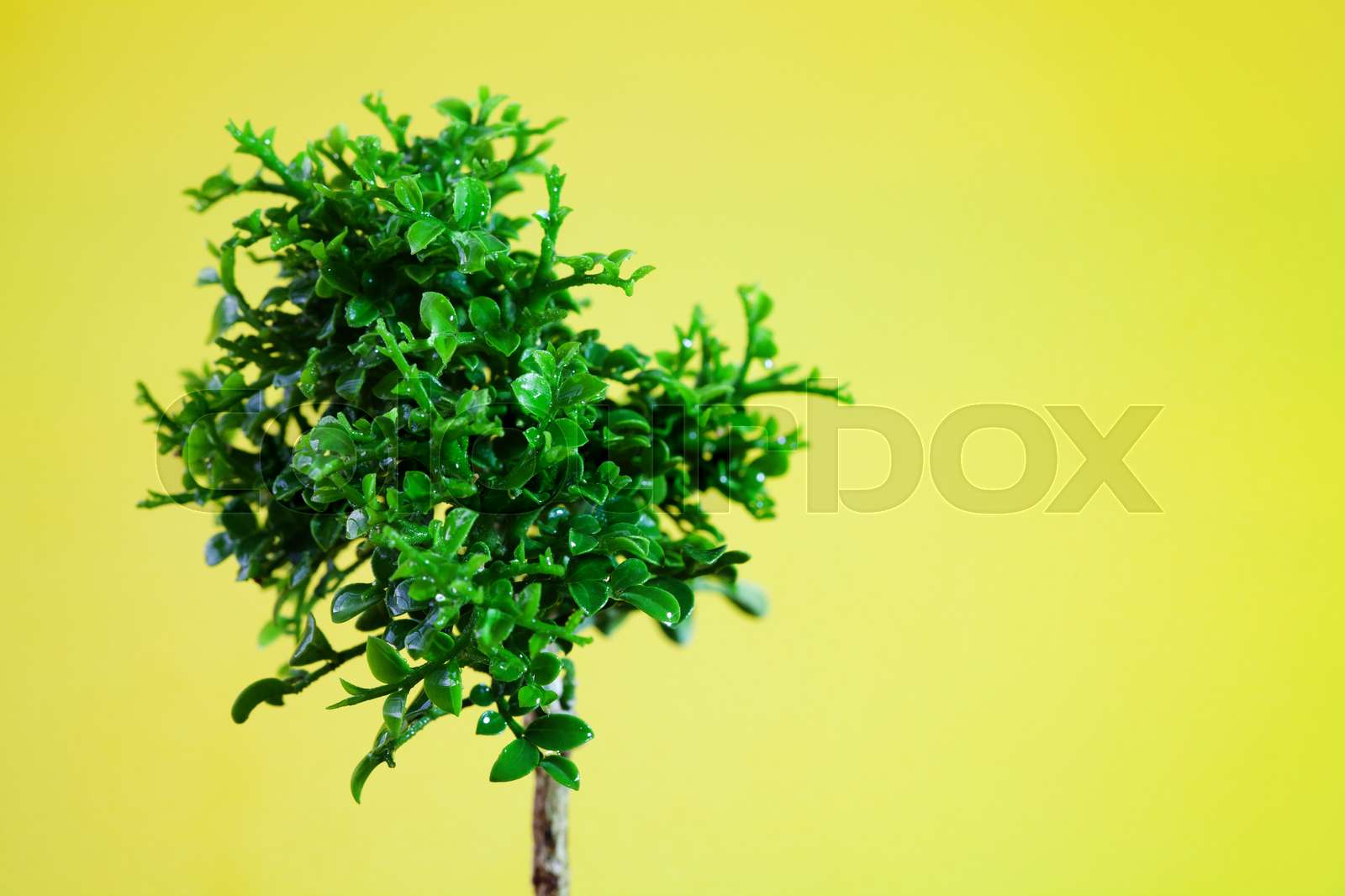 Single young tree | Stock image | Colourbox