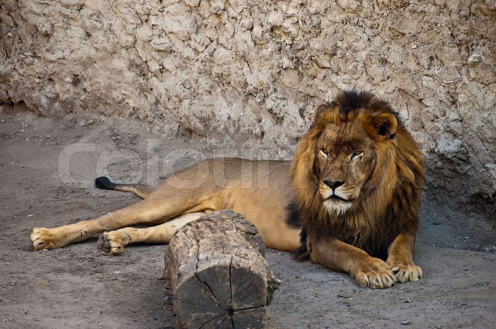 Afrikanischen Löwen liegen in der Nähe der Wand | Stock Bild | Colourbox