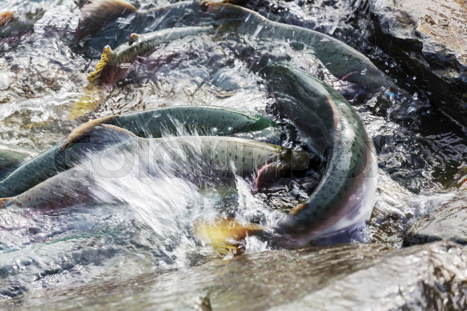 Spawning salmon | Stock image | Colourbox