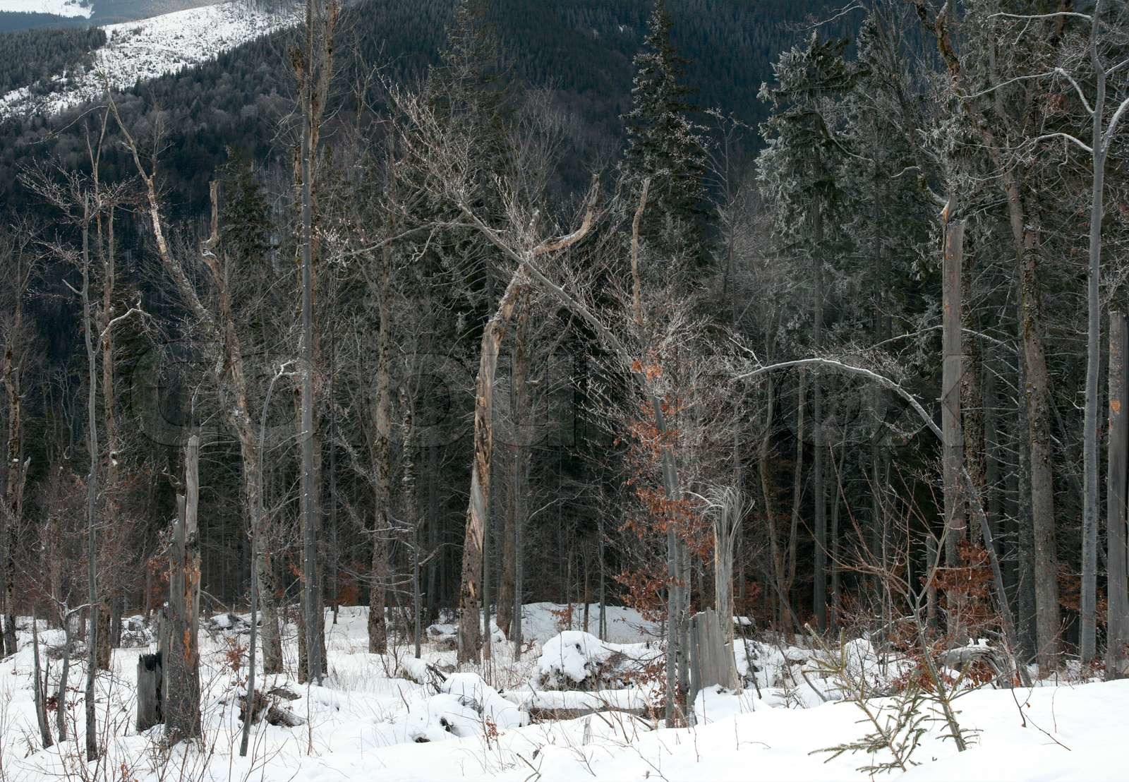wind break trees on dark winter wilderness mountain wood (Ukraine ...