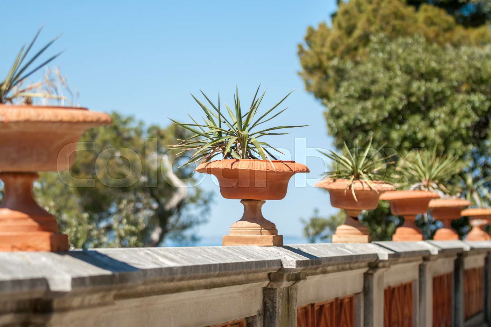 flower pots with palms along castle fence | Stock image | Colourbox