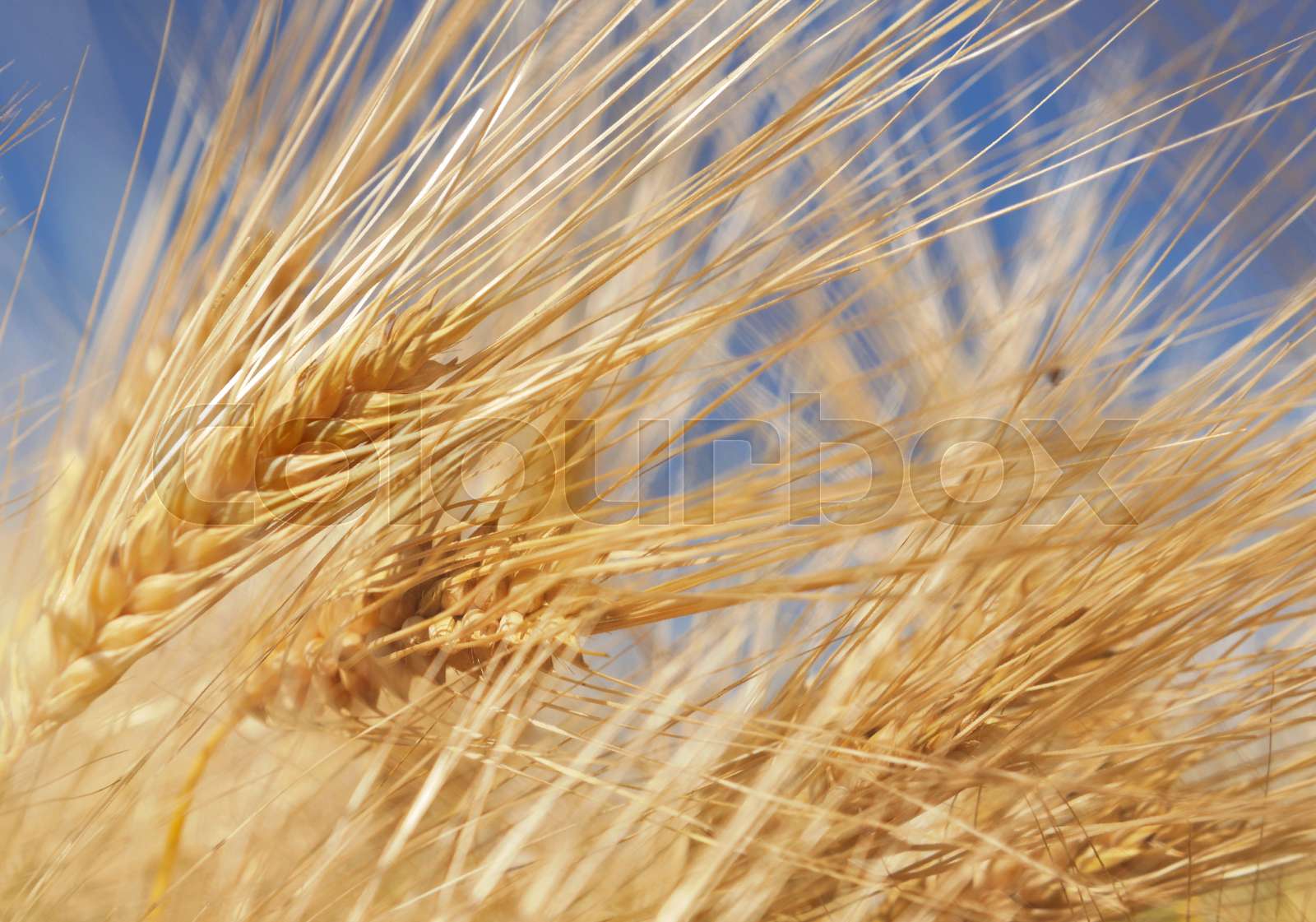 golden wheat | Stock image | Colourbox