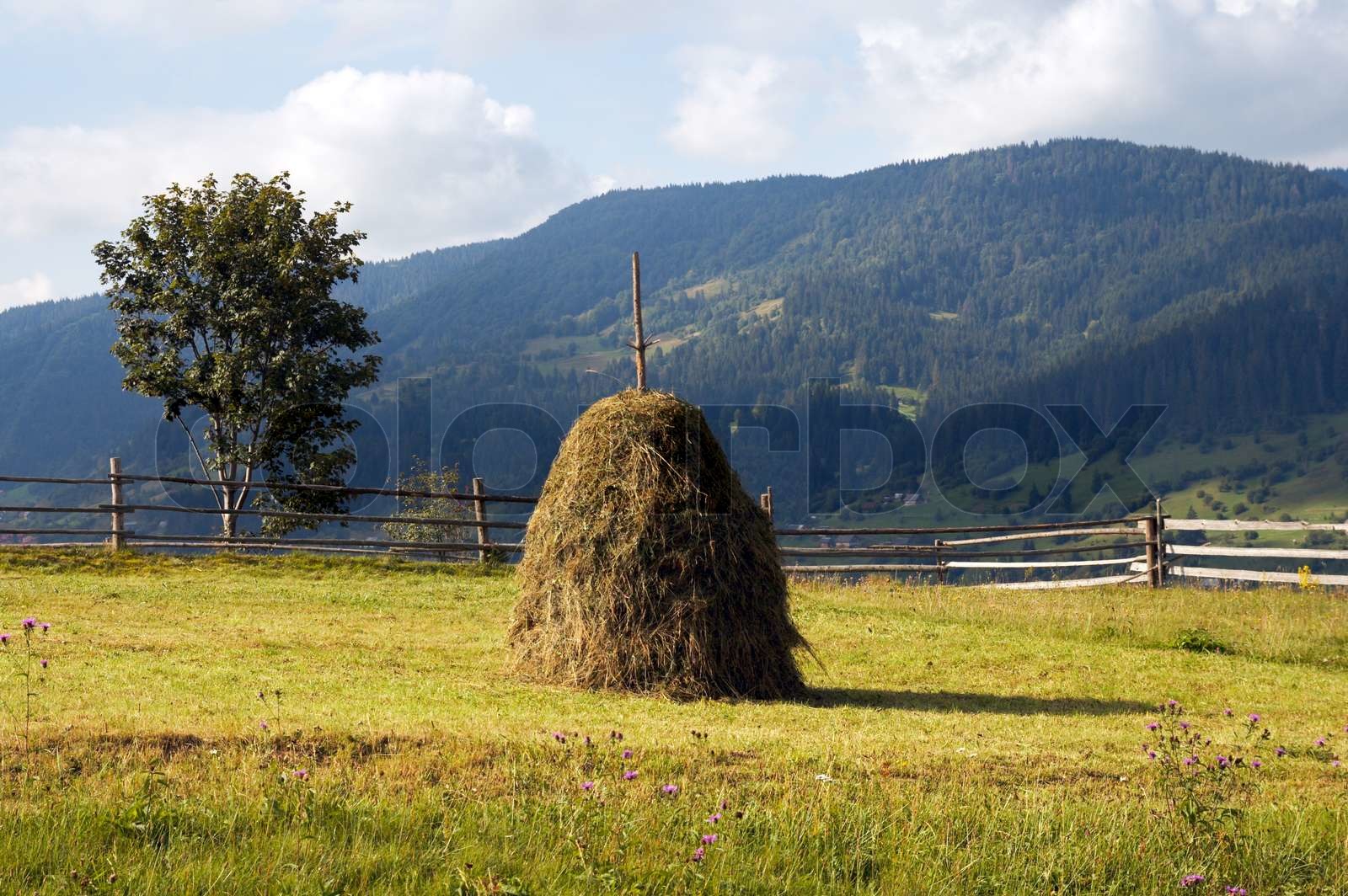 Sommer in den Bergen grünen Wiese mit Stapeln von Heu (Karpaten Mt- s ...