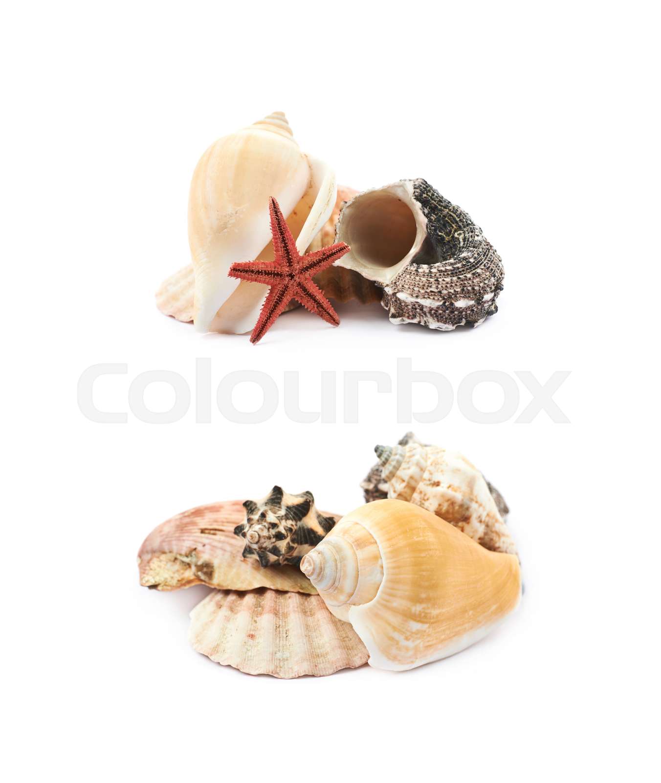 Pile of sea shells isolated | Stock image | Colourbox