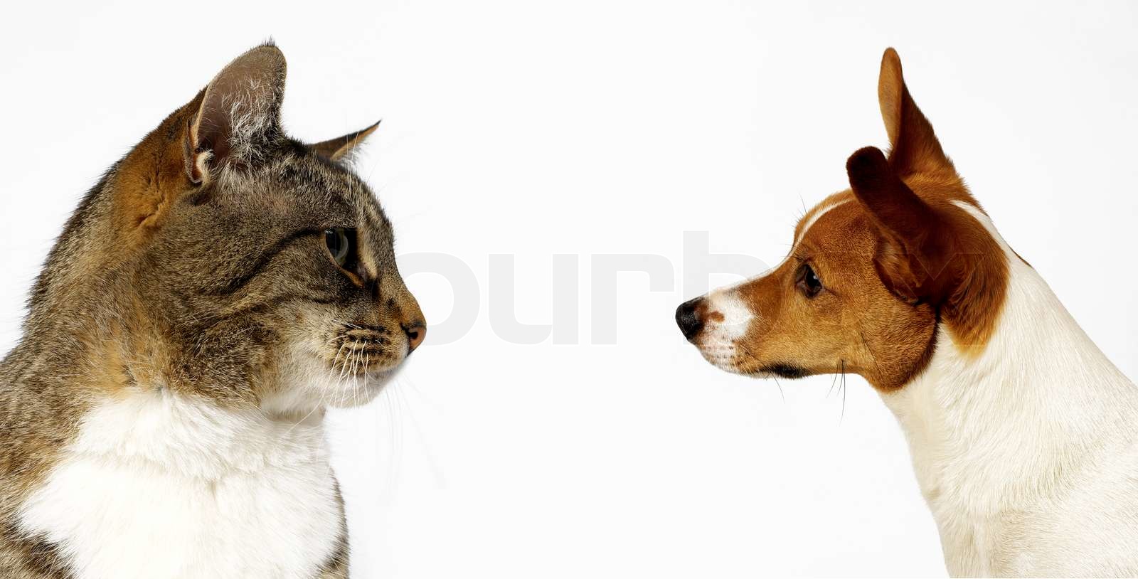 Close-up portrait of a cat and dog | Stock image | Colourbox