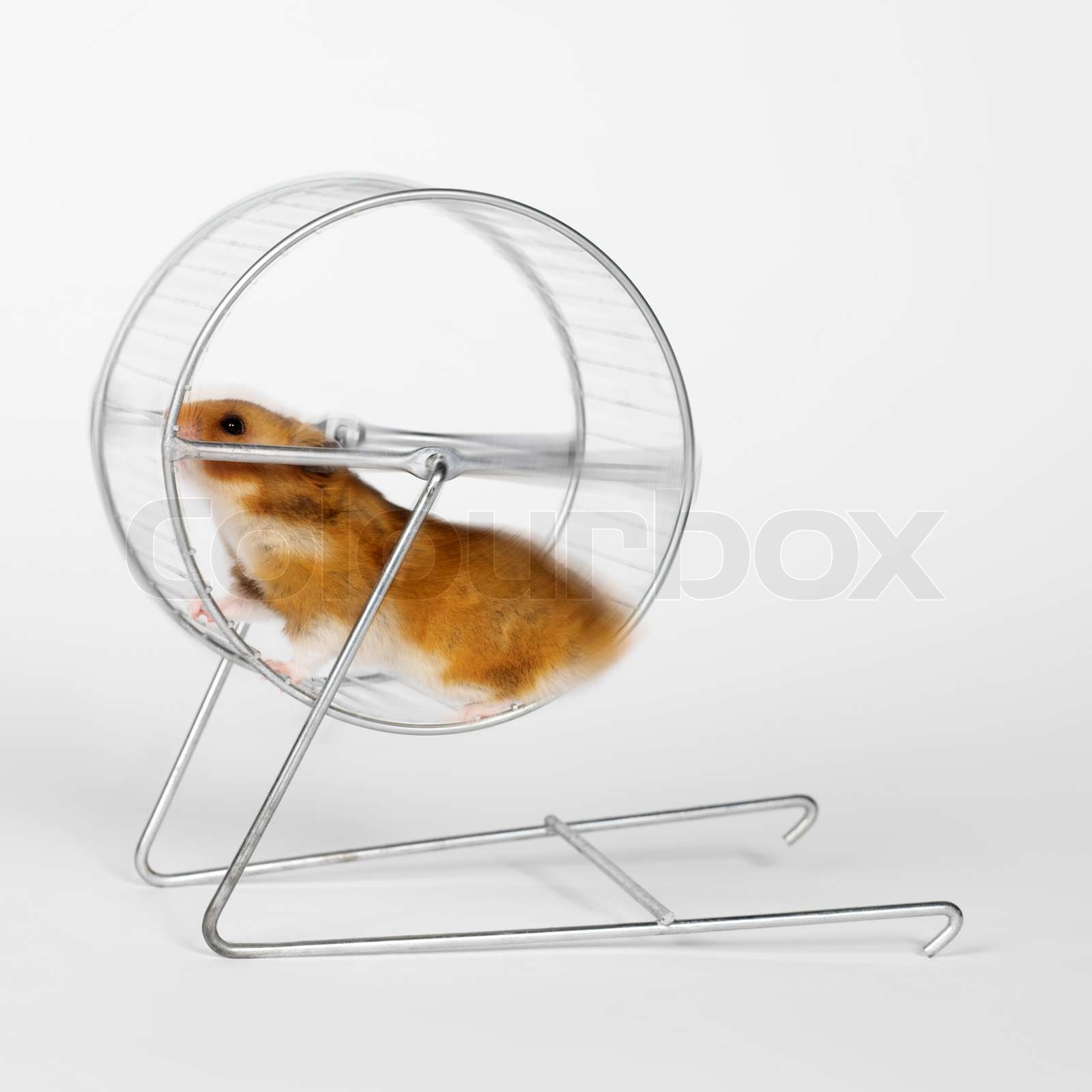 Hamster läuft im Rad | Stock Bild | Colourbox