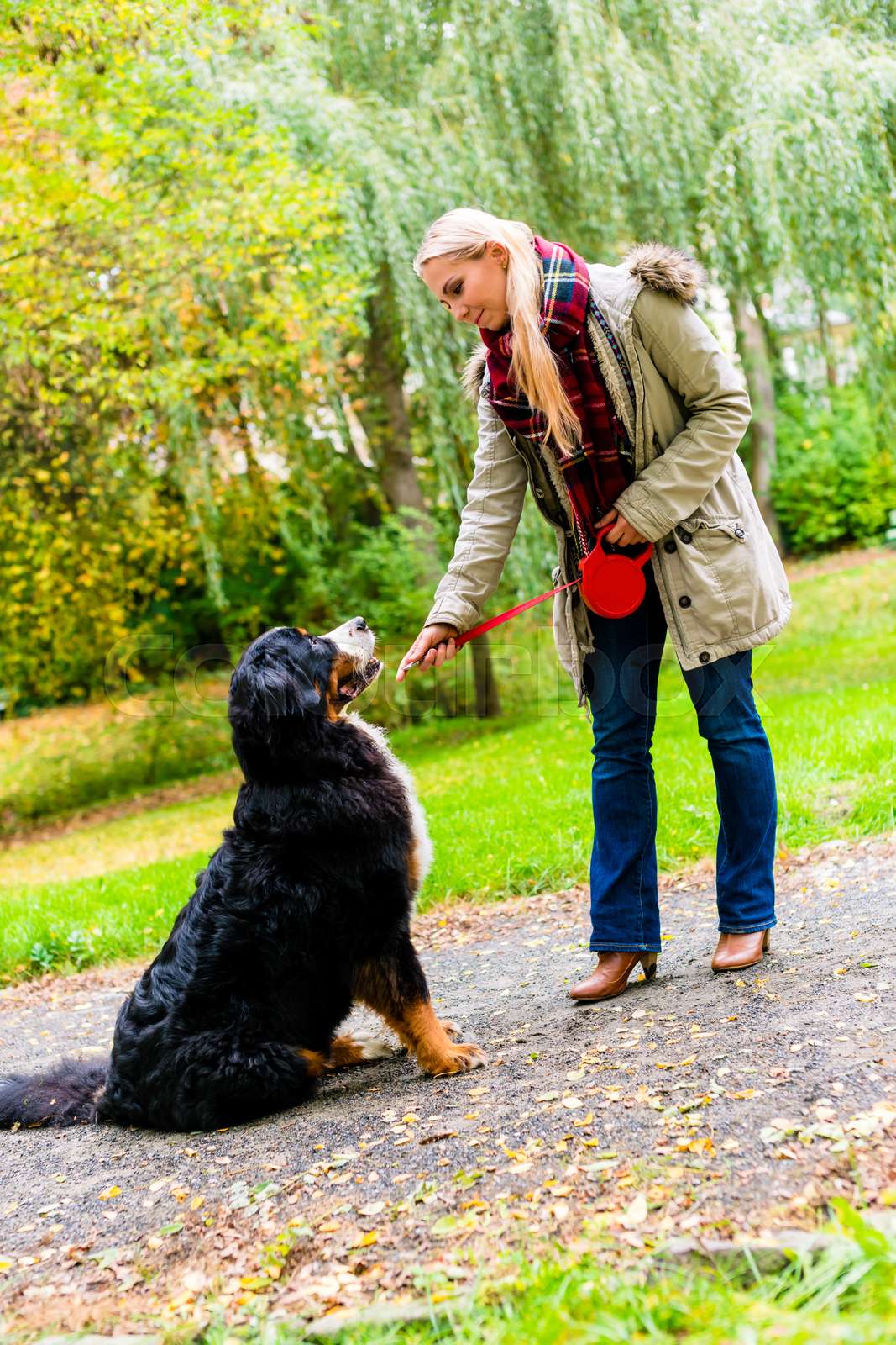 Woman putting leash on dog for a walk | Stock image | Colourbox