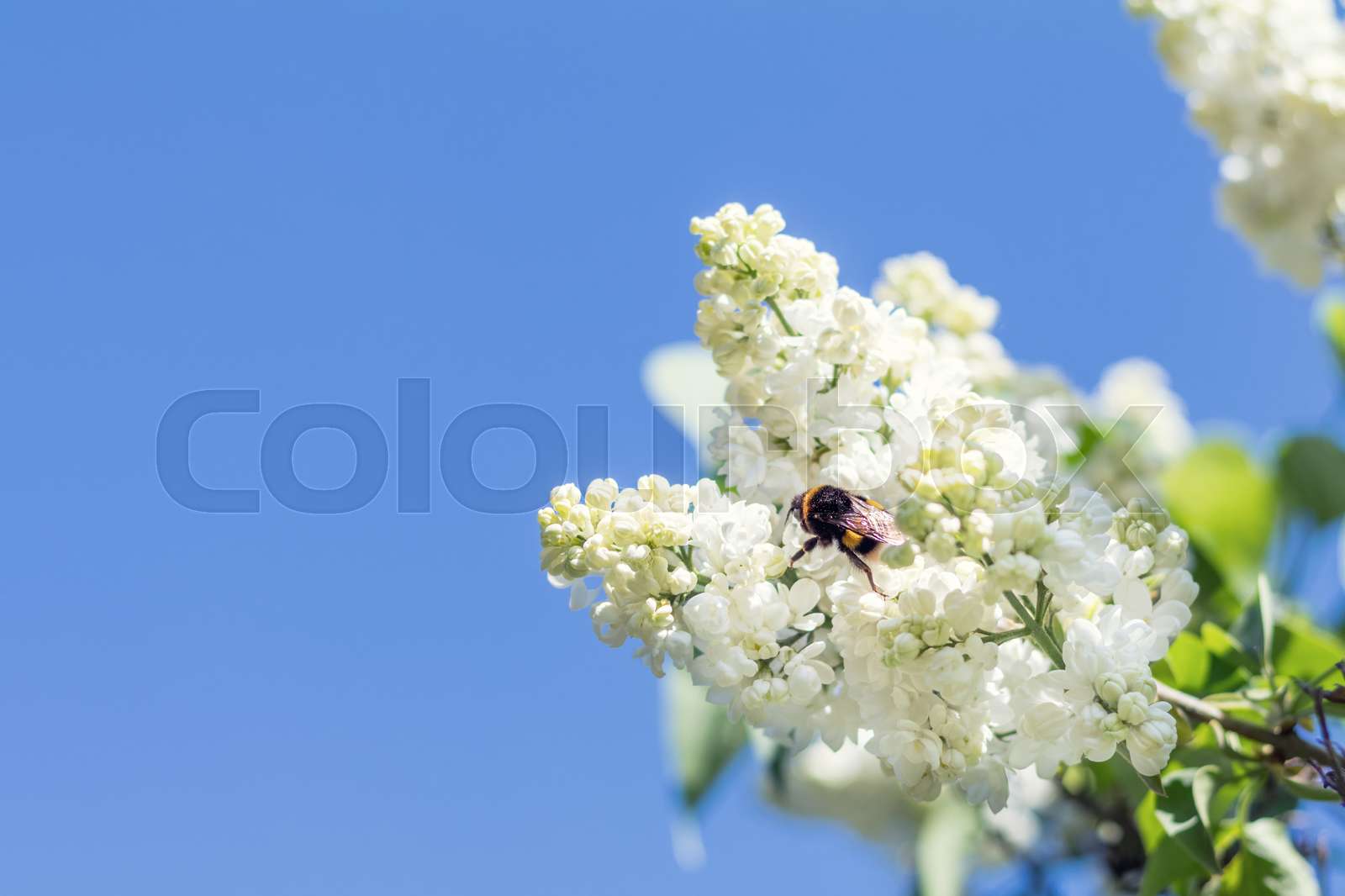 syren, botanisk, have | Stock foto | Colourbox