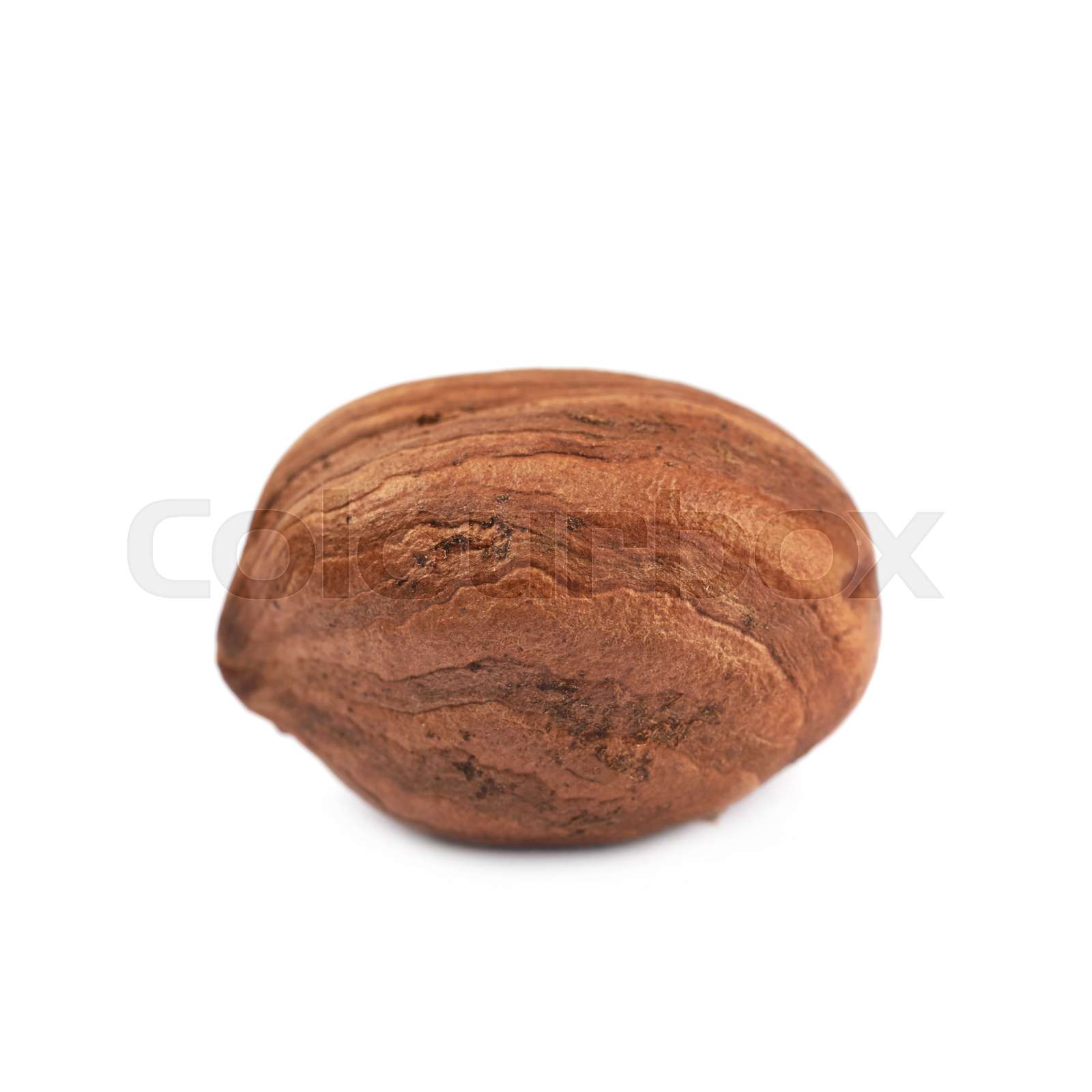 Single hazelnut isolated | Stock image | Colourbox