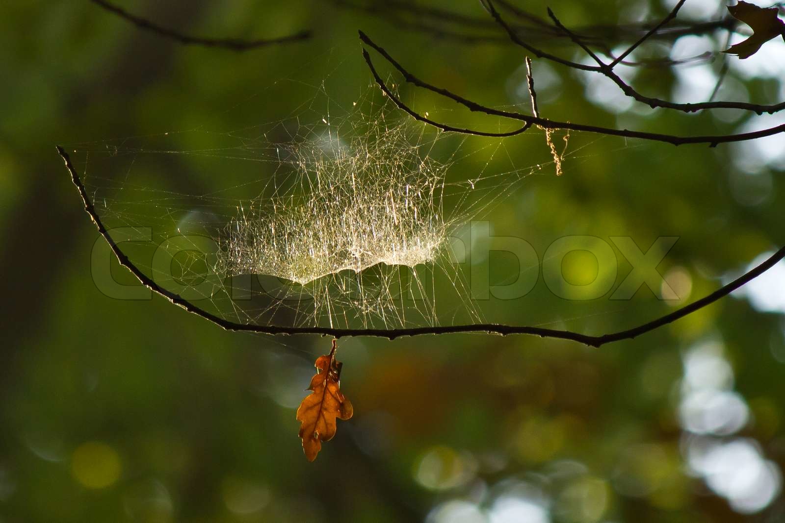 A confused spider | Stock image | Colourbox