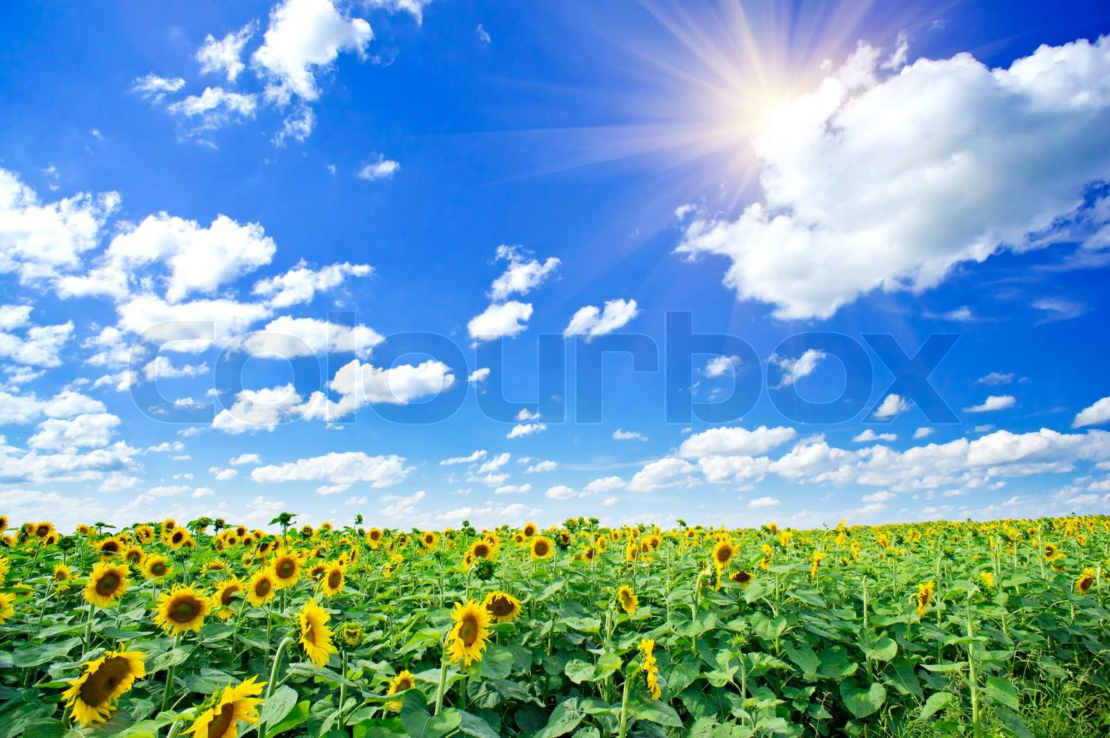 Fin sommer inden for solsikker og solen i den blå himmel | Stock foto ...