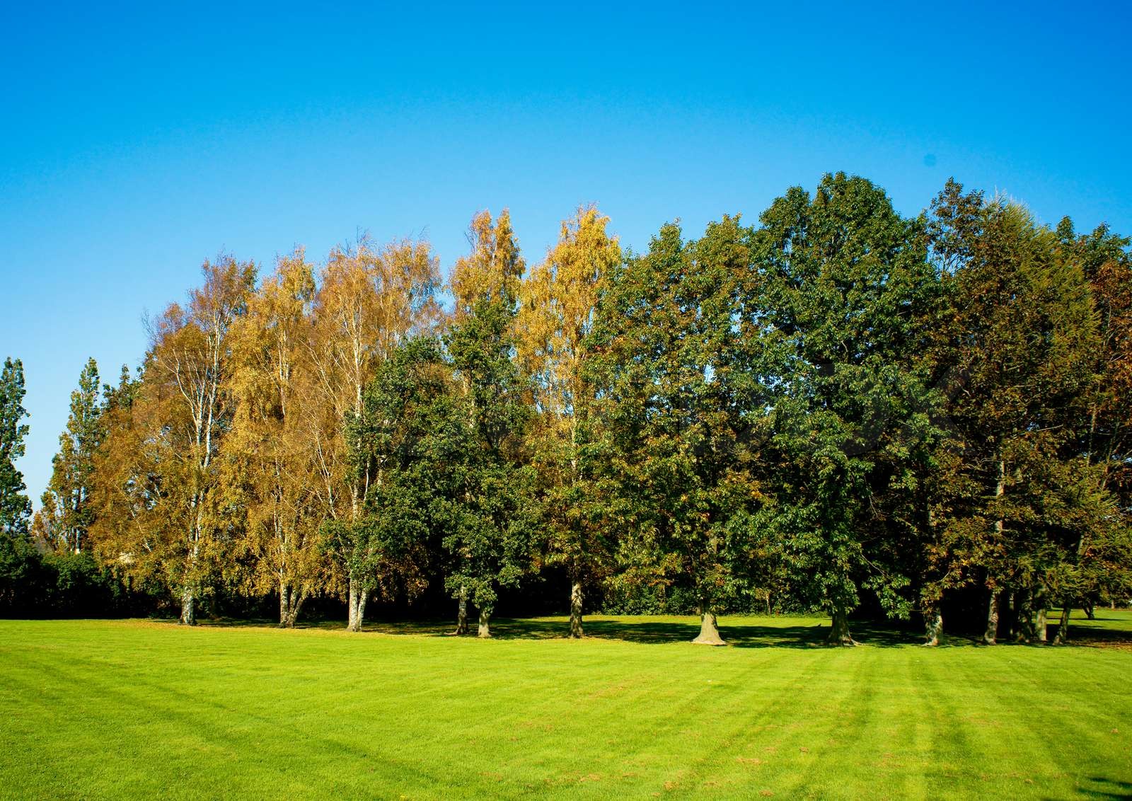 Park with grass and trees | Stock image | Colourbox