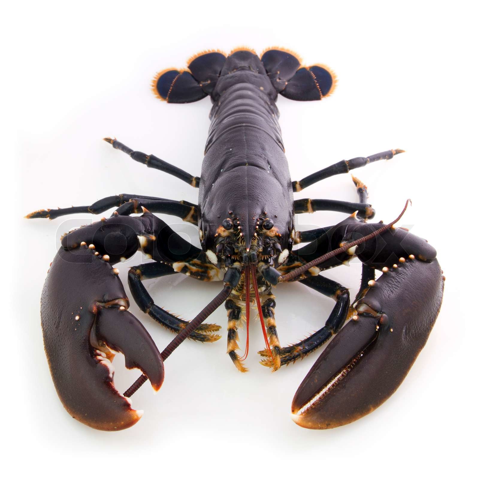 Lobster | Stock image | Colourbox