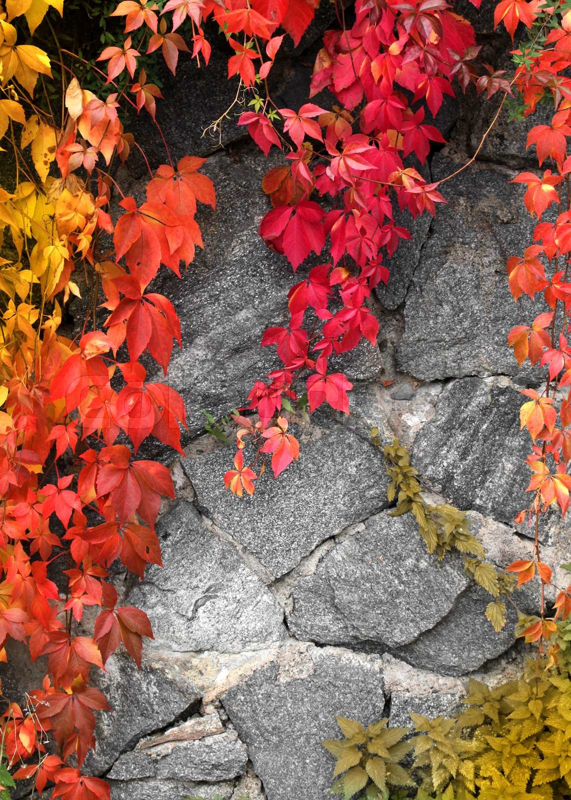 Red climbing plant on grey stone wall background | Stock image | Colourbox
