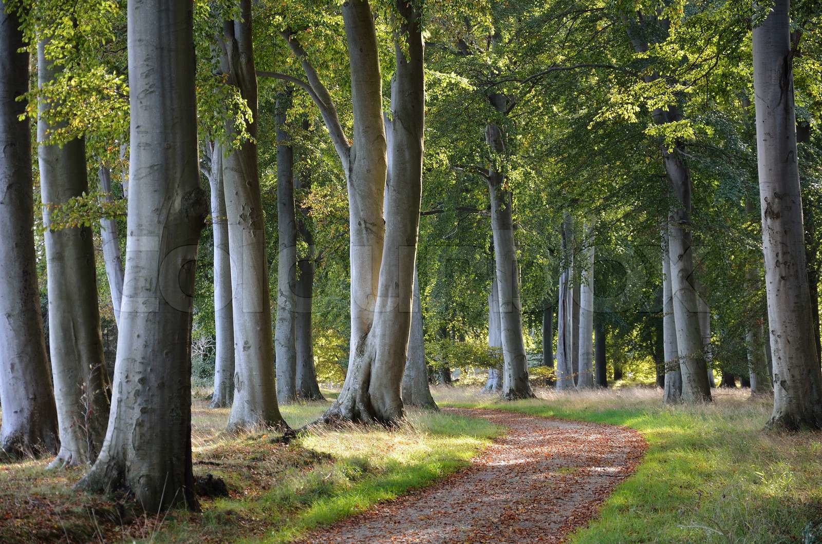 beech forest | Stock foto | Colourbox