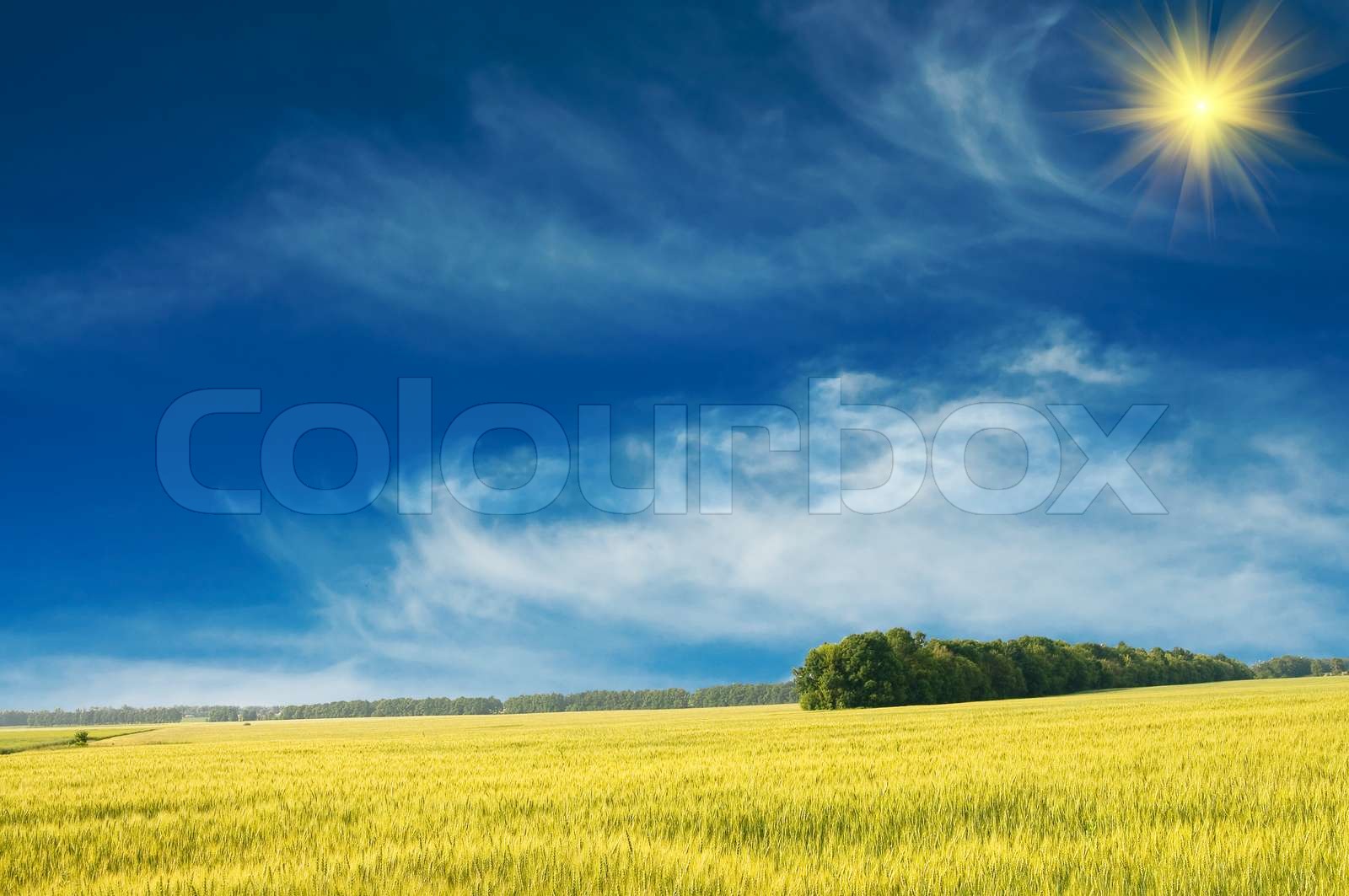 Splendid gult felt og den blå himmel med sol | Stock foto | Colourbox