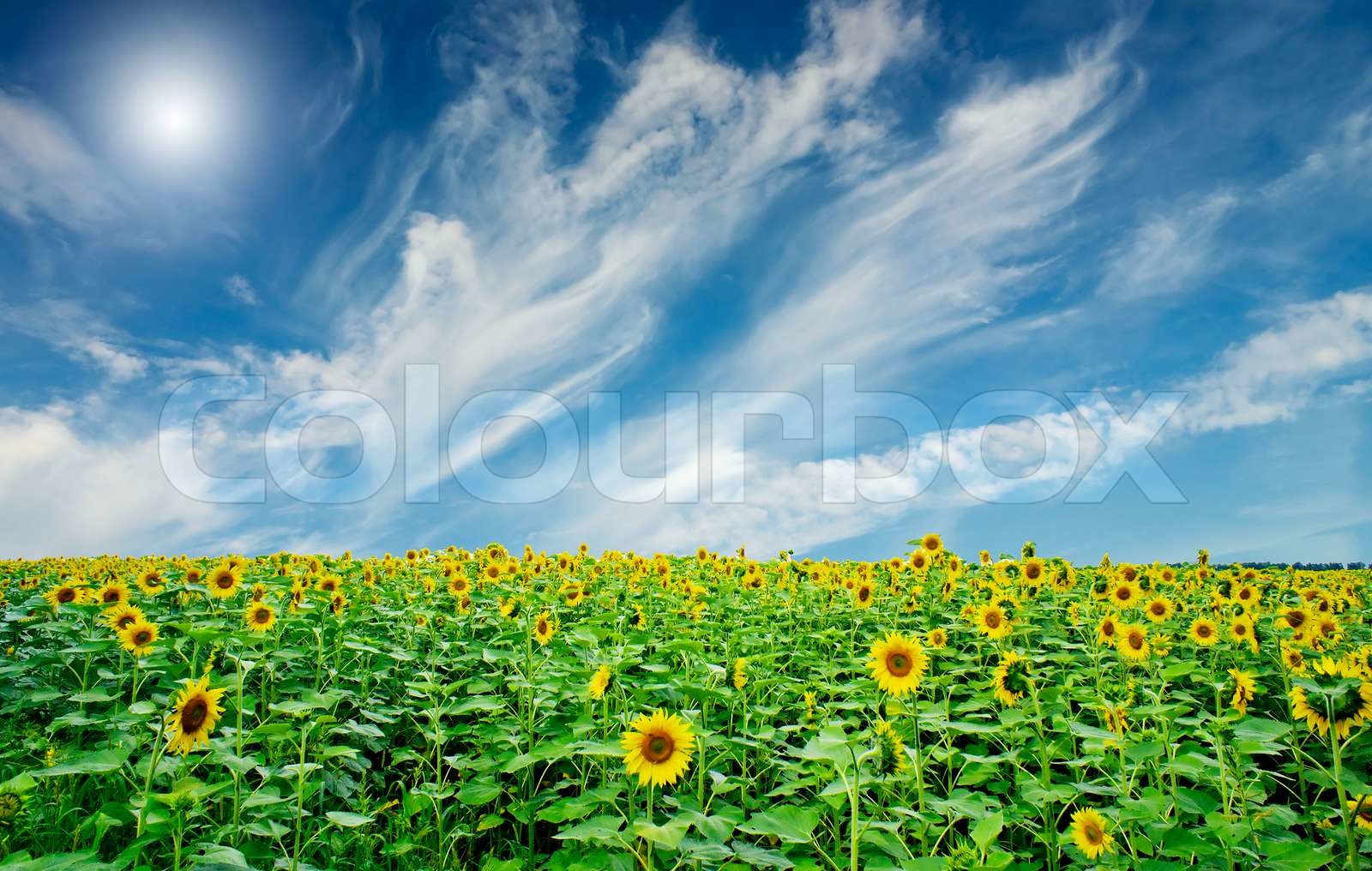 Fin sommer inden for solsikker og solen i den blå himmel | Stock foto ...