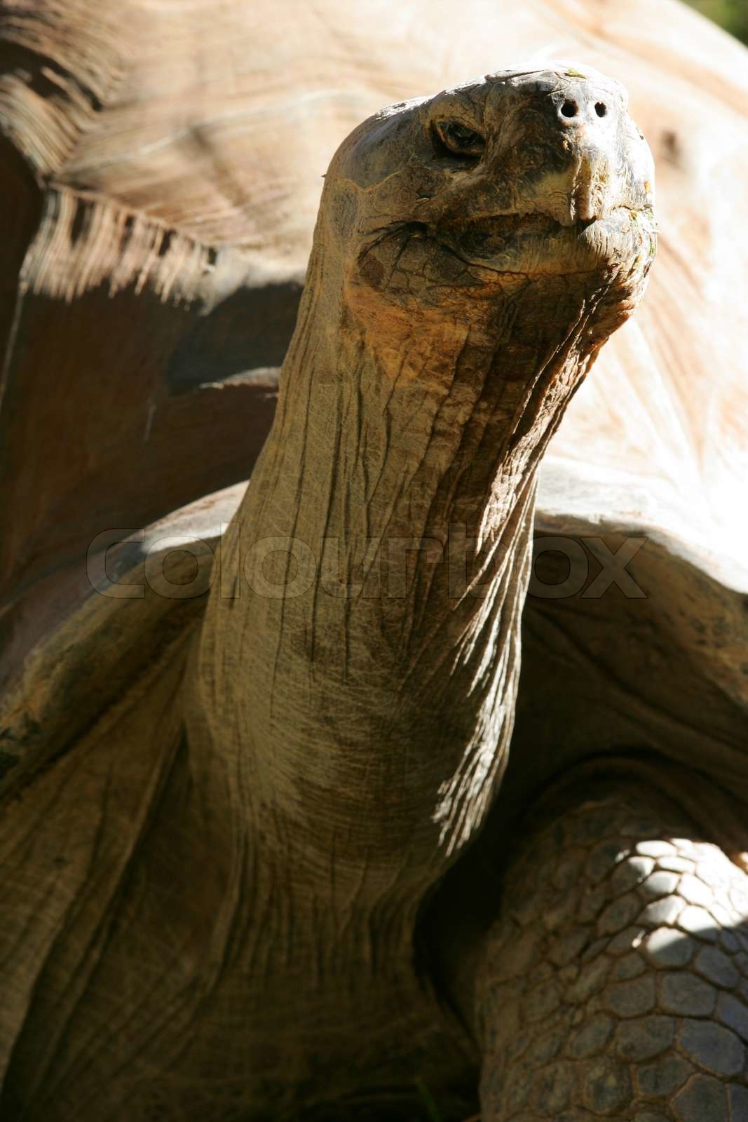 Giant Turtle | Stock image | Colourbox