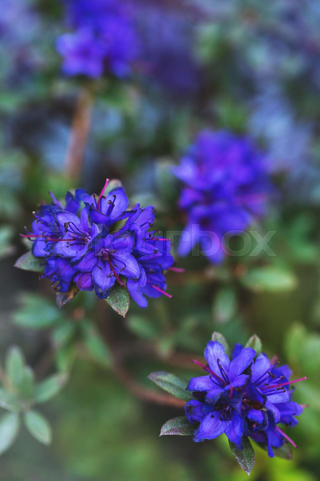 Azalea Blue Baron | Stock image | Colourbox