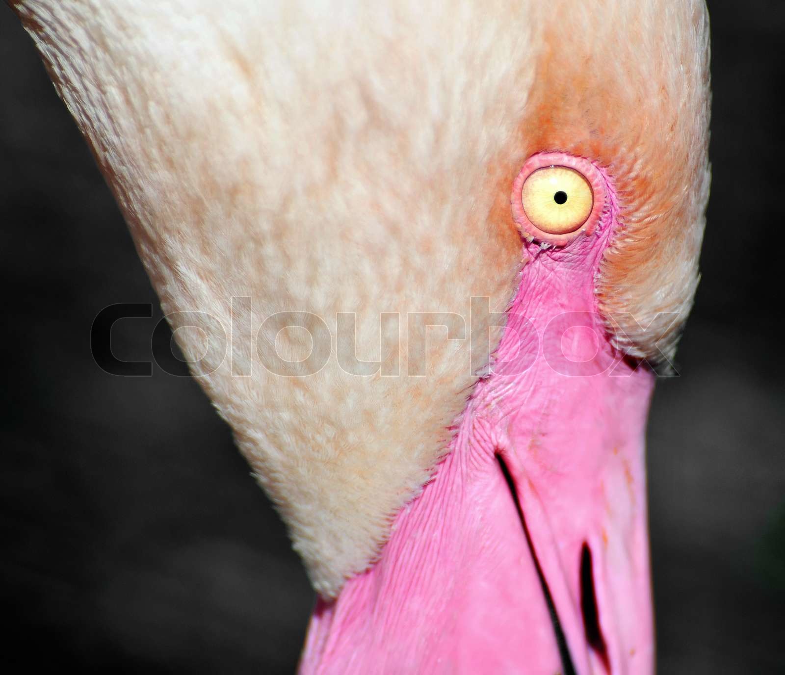 The details - the yellow eye of flamingo | Stock image | Colourbox
