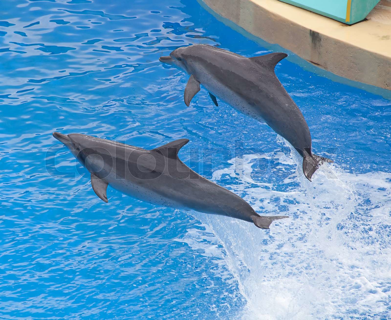 Two Bottlenose dolphin in the aquarium show | Stock image | Colourbox
